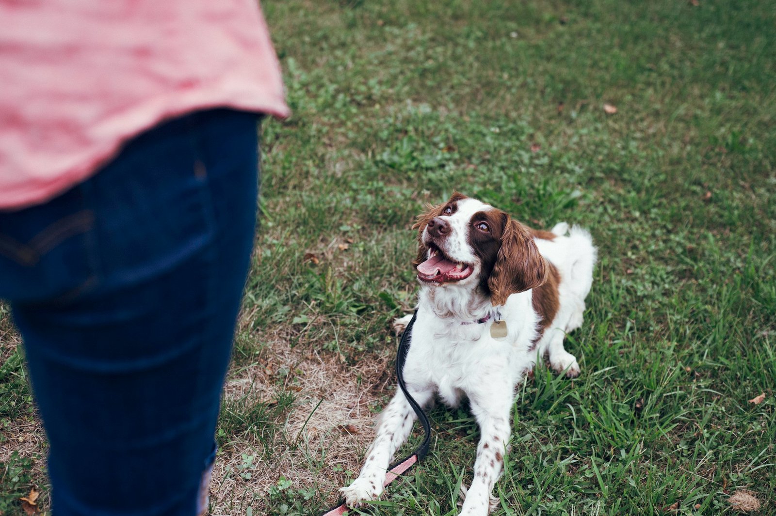 Life Stages of Dogs: From Puppy to Senior Care