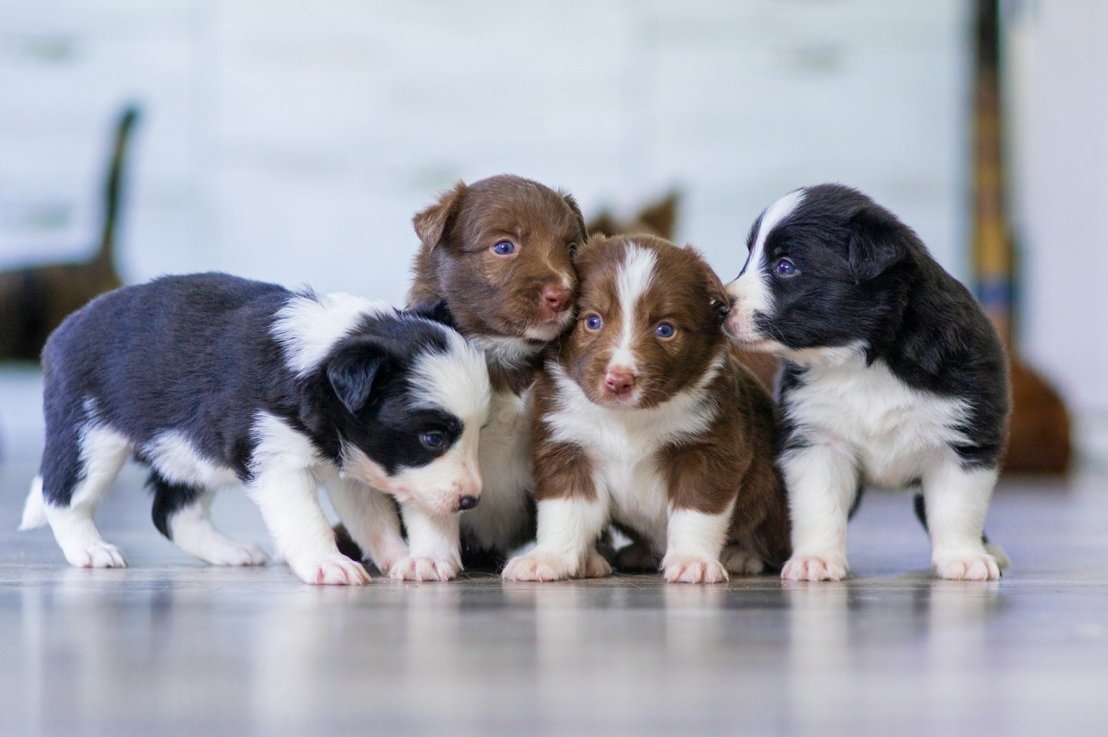 Life Stages of Dogs: From Puppy to Senior Care