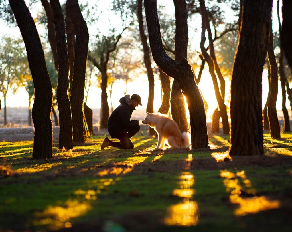 The 5 Best Dog Sitters in Belfast: Top-Rated Local Pet Care Guide ...